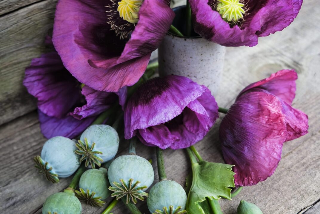 Buy Our New In Stock Seeds | She Grows Veg