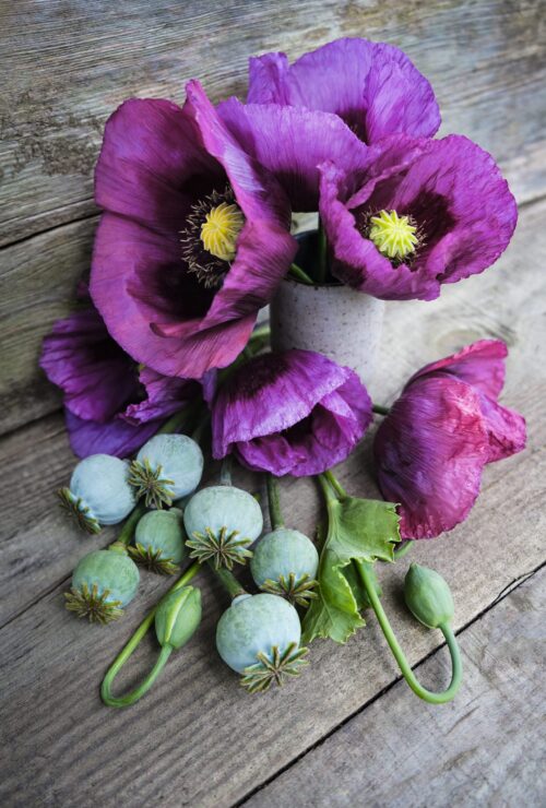 Buy Poppy Seeds | She Grows Veg