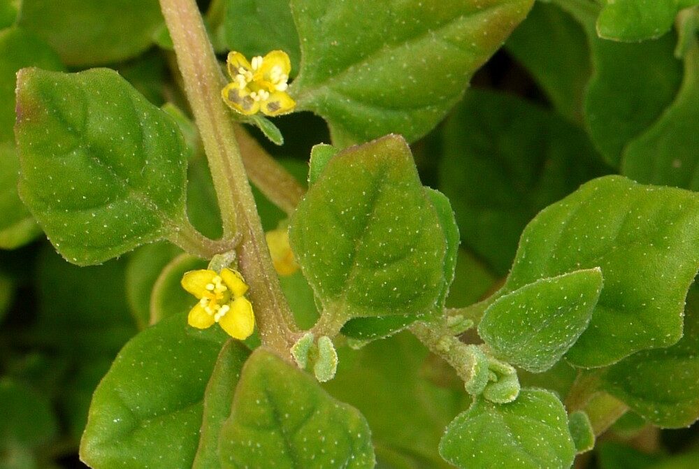 3 Unusual Edible Crops For Your Kitchen | She Grows Veg