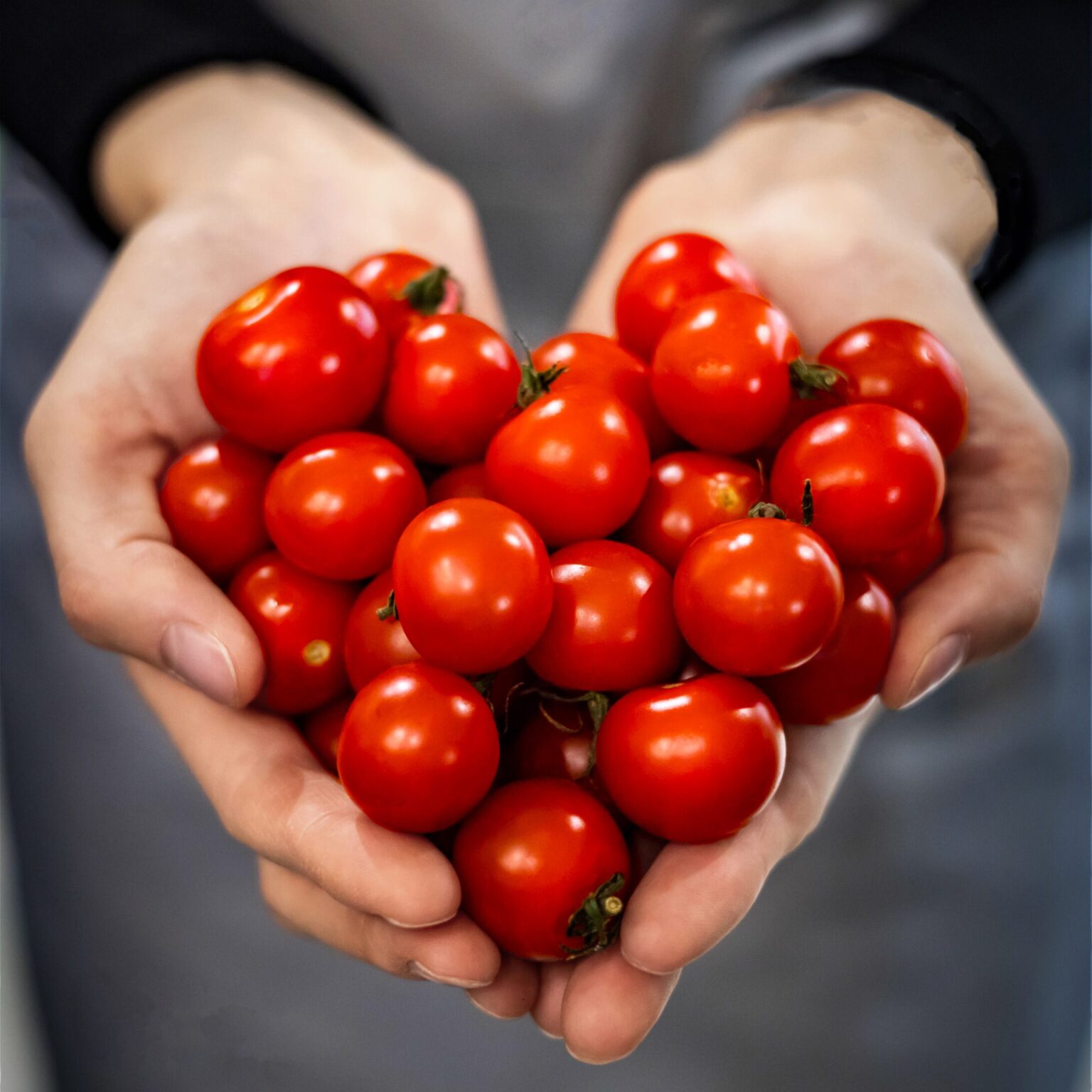 How to Grow Blight-Resistant Tomatoes and Keep Blight Out of Your ...