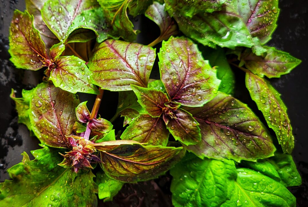 Sun Scorch in Plants: How to Spot and Prevent It | She Grows Veg