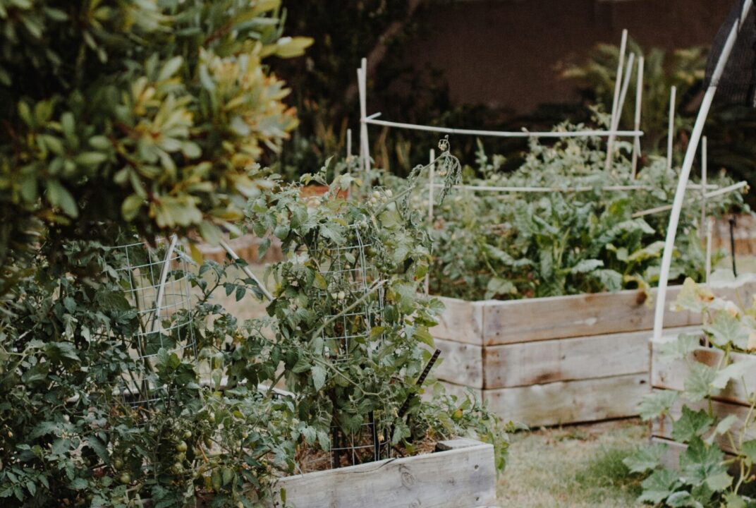 5 Crops to Grow in Small Spaces | She Grows Veg