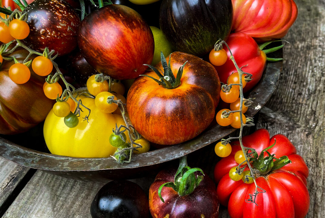 How to Grow Blight-Resistant Tomatoes and Keep Blight Out of Your ...