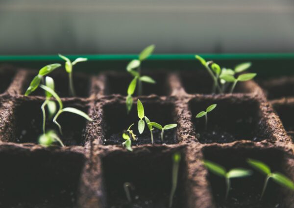 She Grows Veg | The Heirloom Seed Company
