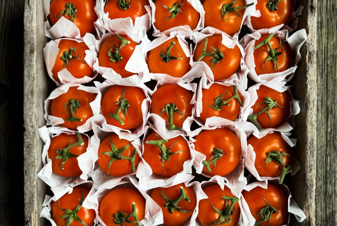 How to Sow and Grow Storage Tomatoes | She Grows Veg