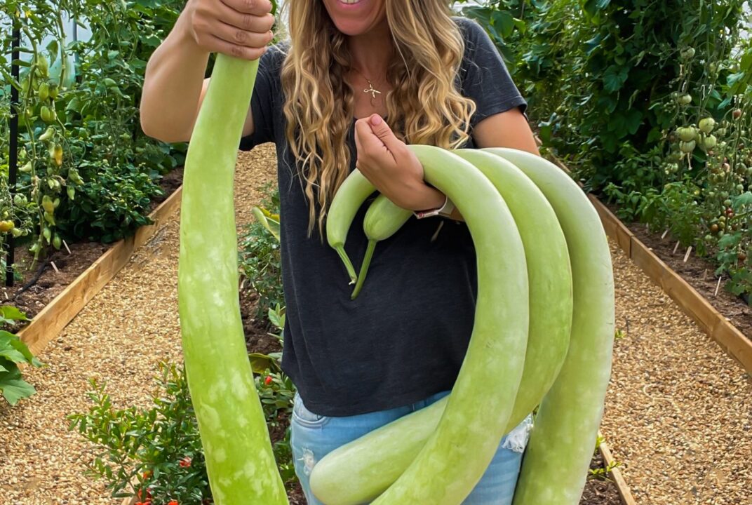 How to Sow and Grow Gourds | She Grows Veg