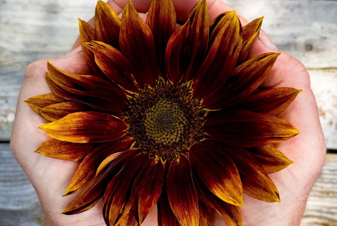 Four Surprising Ways to Eat Sunflowers | She Grows Veg