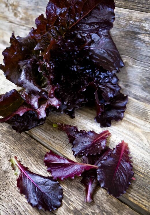 Buy Lettuce Seeds | She Grows Veg