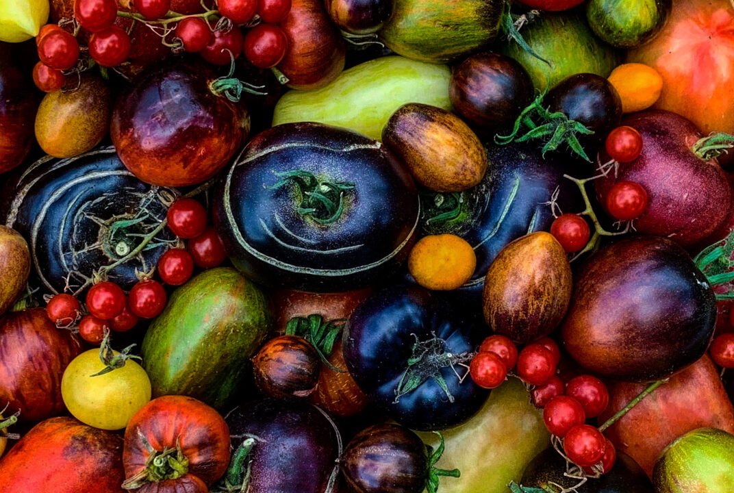 How to Prevent and Manage Blossom End Rot in Tomatoes and Peppers | She ...