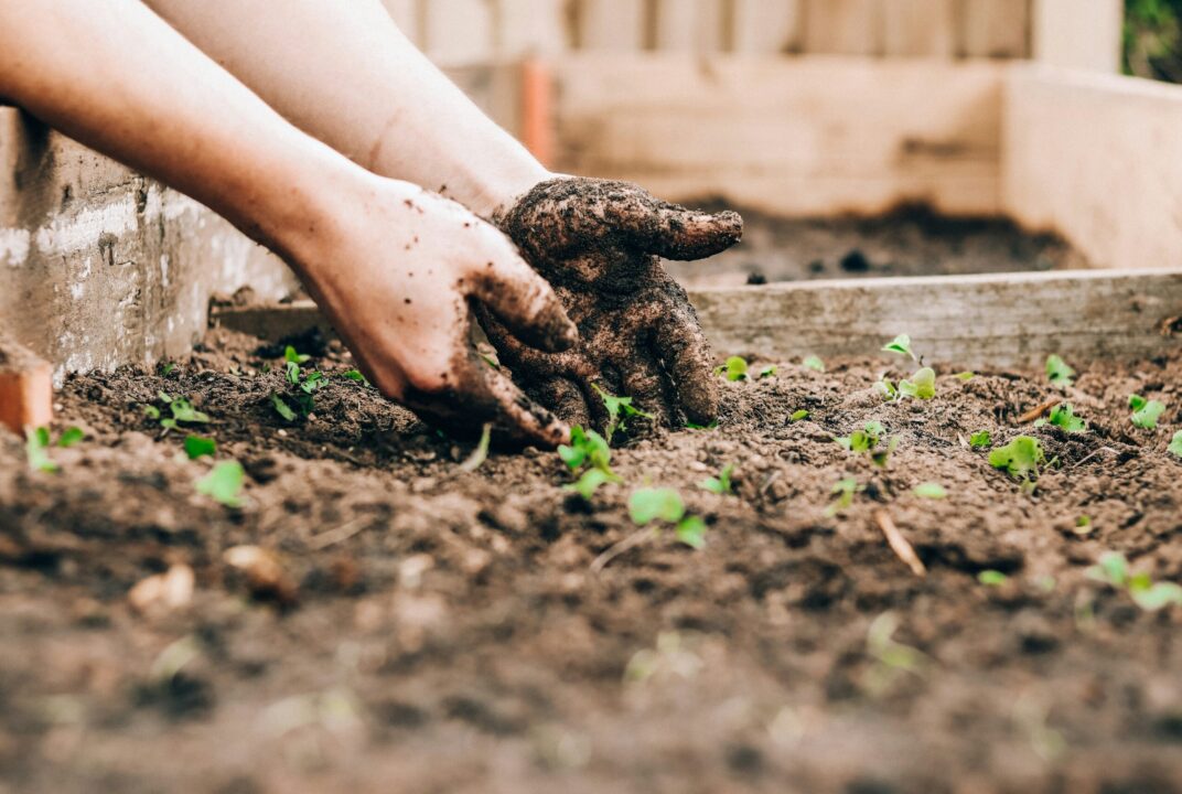 Sun Scorch in Plants: How to Spot and Prevent It | She Grows Veg