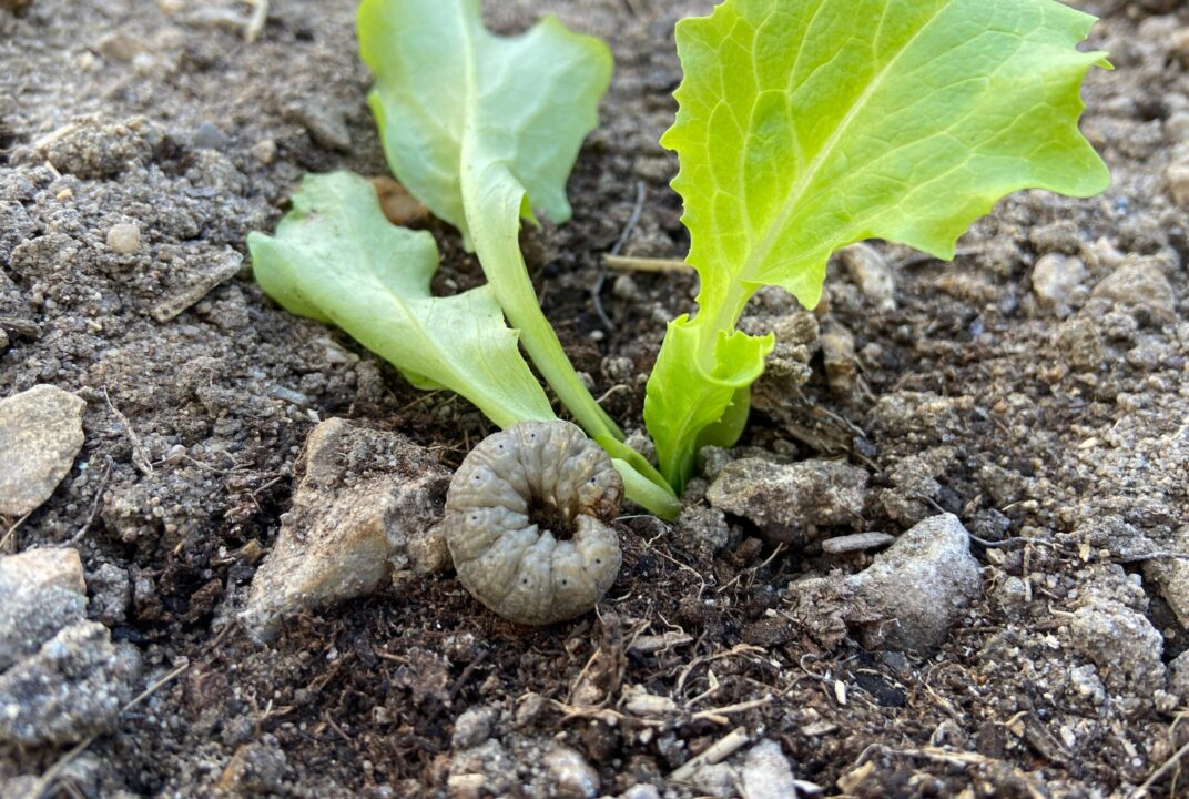 How to Protect Potatoes and Carrots from Wireworm Damage | She Grows Veg