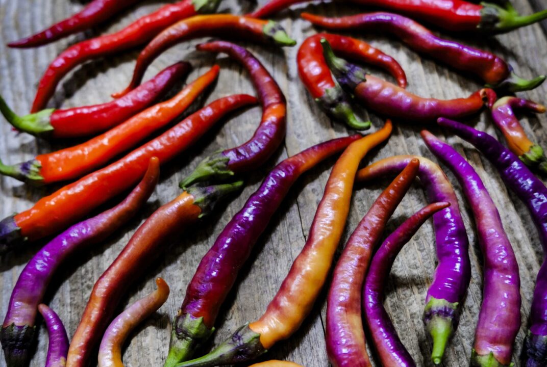 Drying Your Chillies - How to Preserve That Fiery Harvest | She Grows Veg