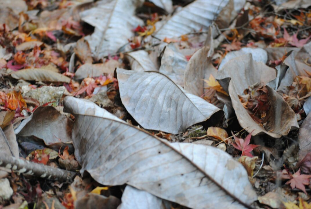 Honey Fungus: The Silent Killer Beneath Your Garden | She Grows Veg