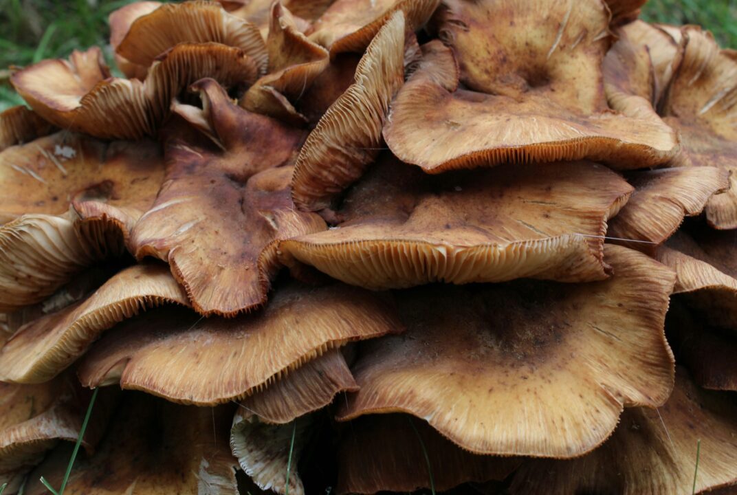 Honey Fungus: The Silent Killer Beneath Your Garden | She Grows Veg